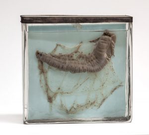 Organs of Digestion – anatomy.edwardworthlibrary.ie